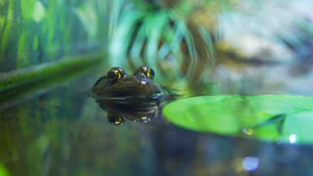 Bullfrog Stock Footage: Royalty-Free Video Clips - Storyblocks