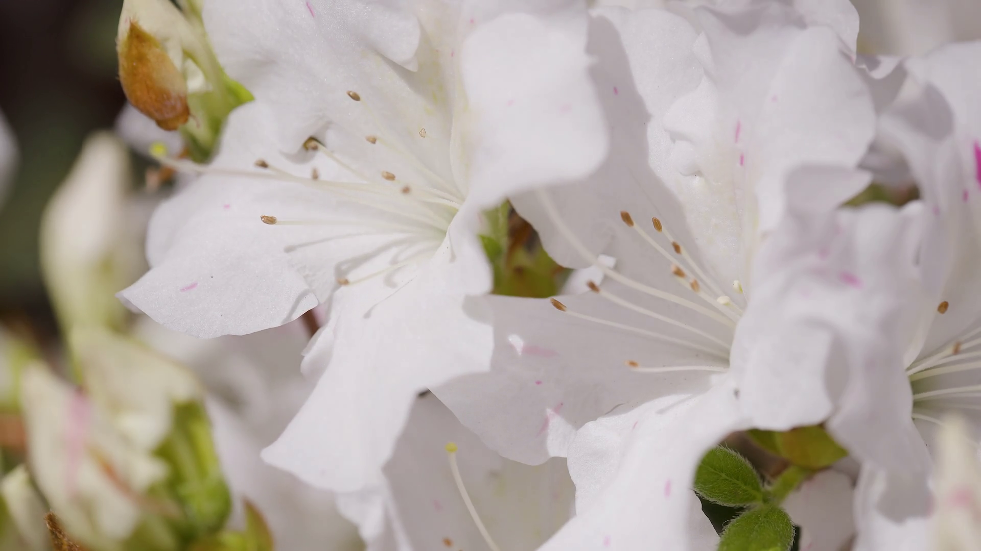 Closeup Of Beautiful White Azaleas Stock Footage SBV-351910919 ...
