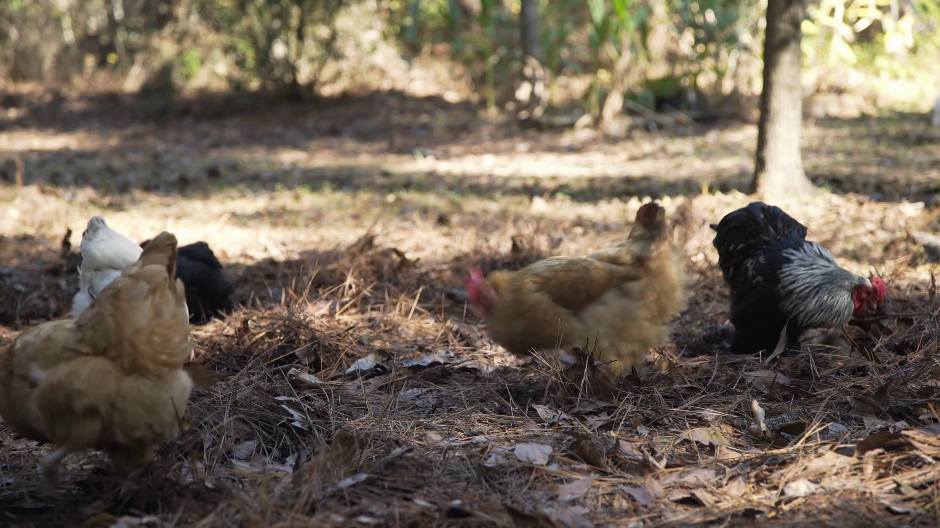 Closeup Of Free Range Chickens Pecking Food Stock Footage SBV-311554877 ...