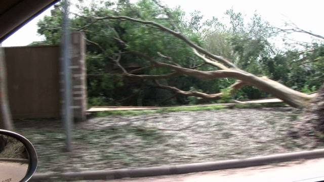 Trees Shaking Stock Footage: Royalty-Free Video Clips - Storyblocks