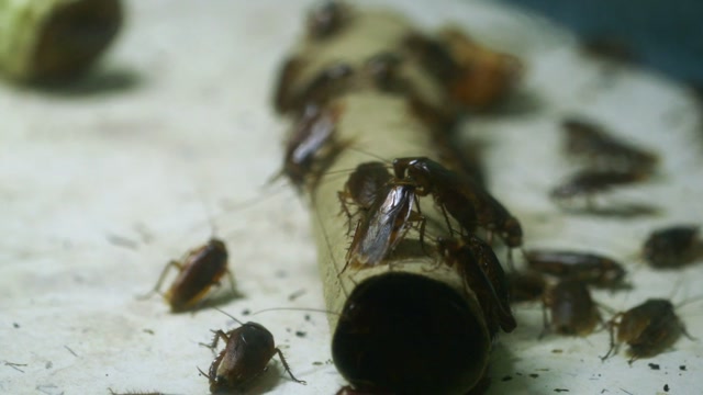 Cockroaches Stock Footage: Royalty-Free Video Clips - Storyblocks
