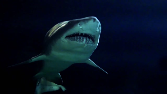 Shark Animated Stock Footage: Royalty-Free Video Clips - Storyblocks