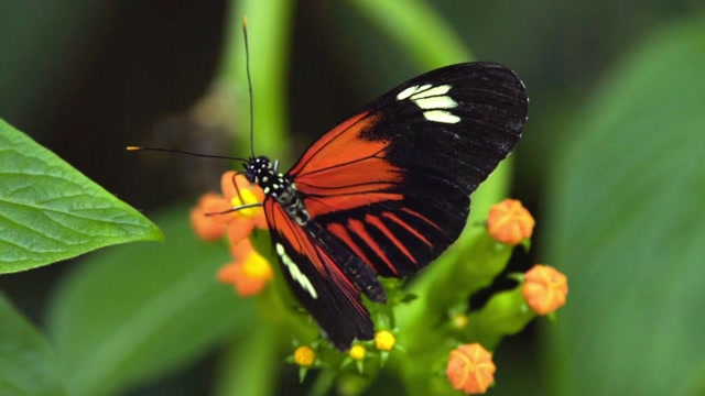Alligator Butterfly Stock Footage: Royalty-Free Video Clips - Storyblocks