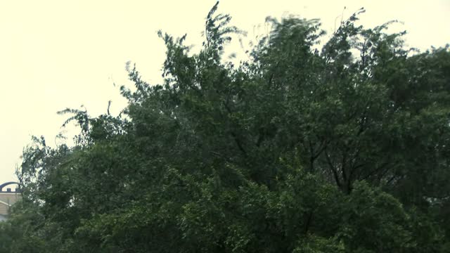 Waving Tree Stock Footage: Royalty-Free Video Clips - Storyblocks