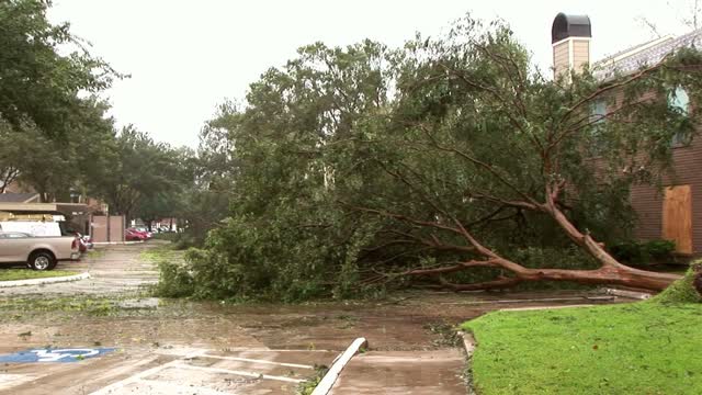 Tree In Front Yard Of House Stock Footage: Royalty-Free Video Clips ...