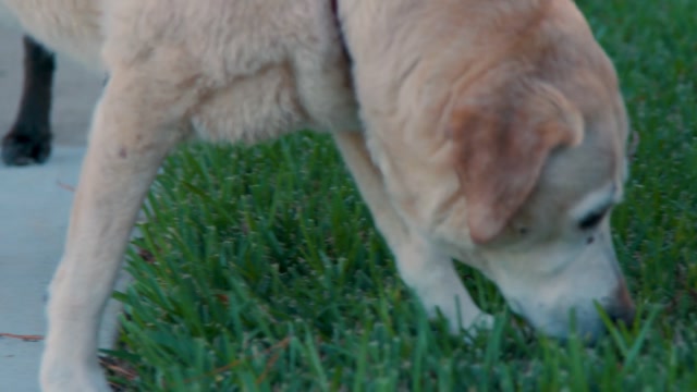 Sniff Scent Stock Footage: Royalty-Free Video Clips - Storyblocks