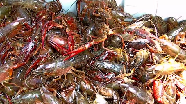 Craw Fish Stock Footage: Royalty-Free Video Clips - Storyblocks