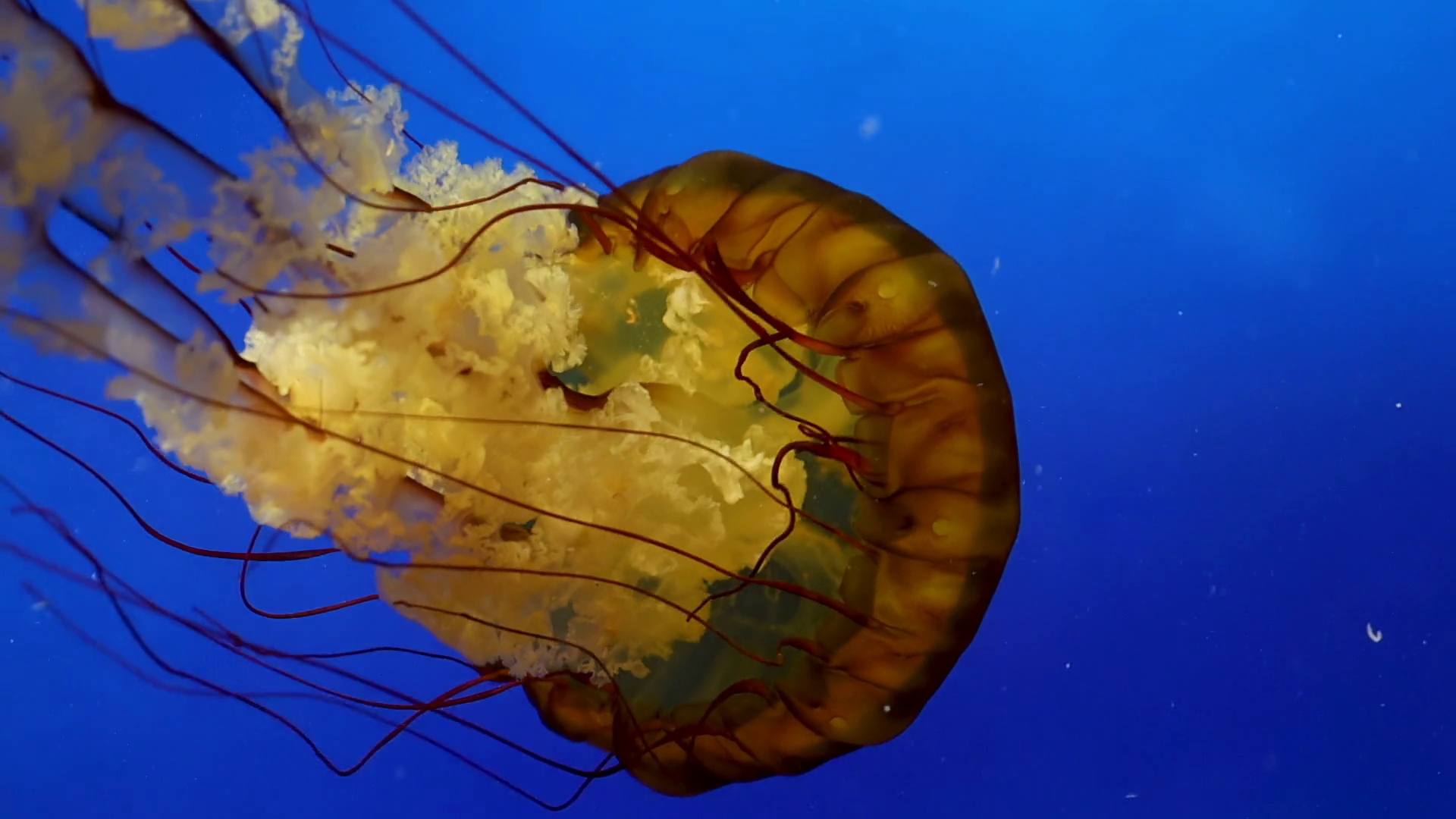 Pacific Sea Nettle Jelly Fish Stock Footage SBV-338547080 - Storyblocks