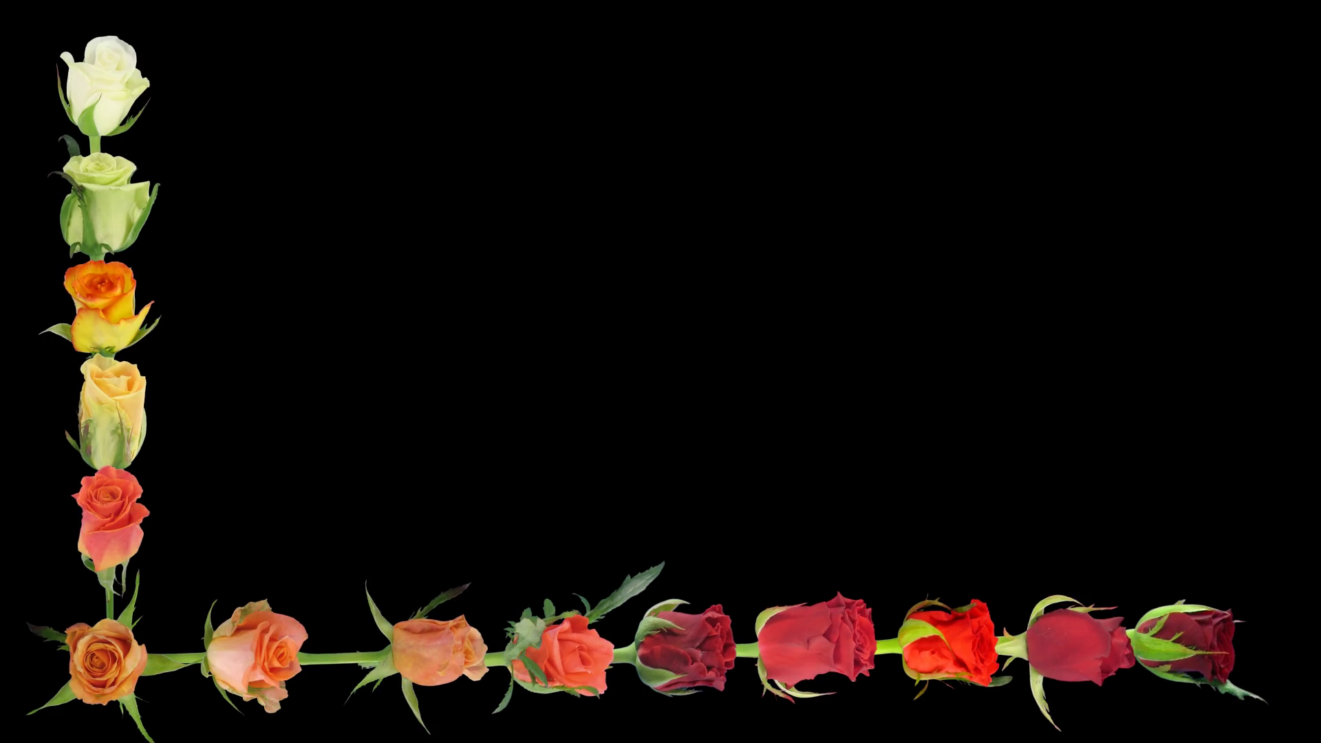 Montage Of Opening Colorful Roses Time-lapse Stock Footage SBV ...