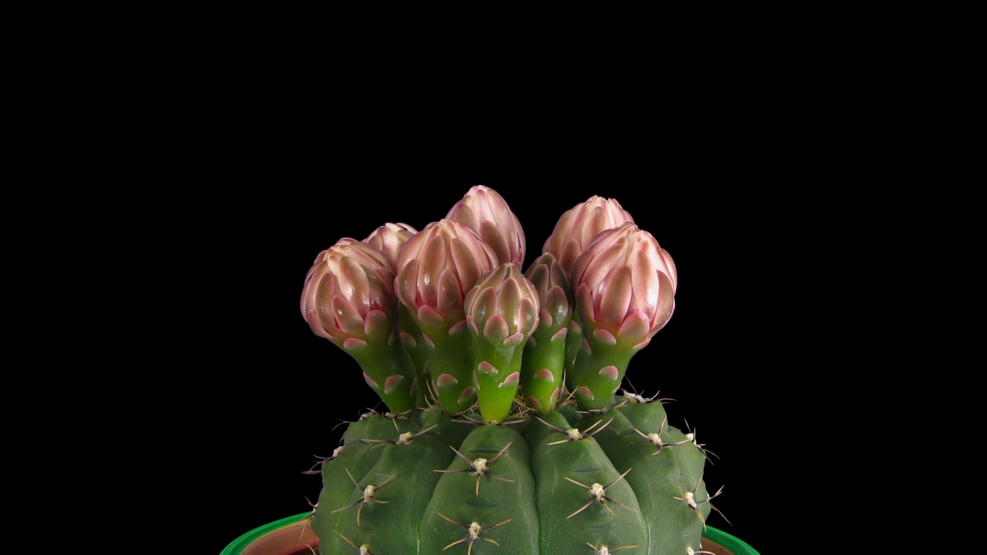 Time-lapse Of Blooming Pink Cactus Buds 8a3 Stock Footage SBV-310597403 ...