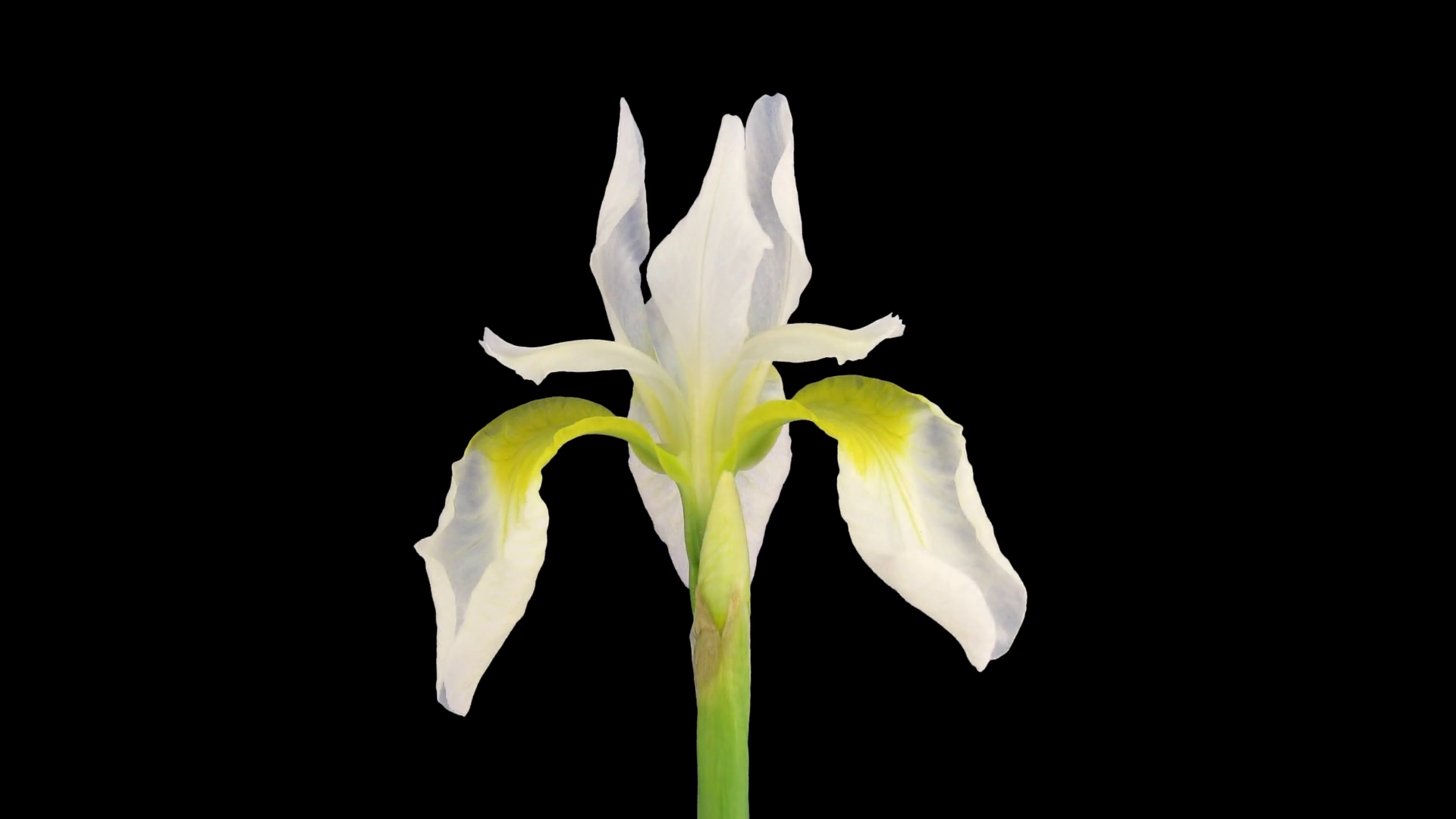 Time-lapse Of Dying Opening White Iris Stock Footage SBV-312616255 ...