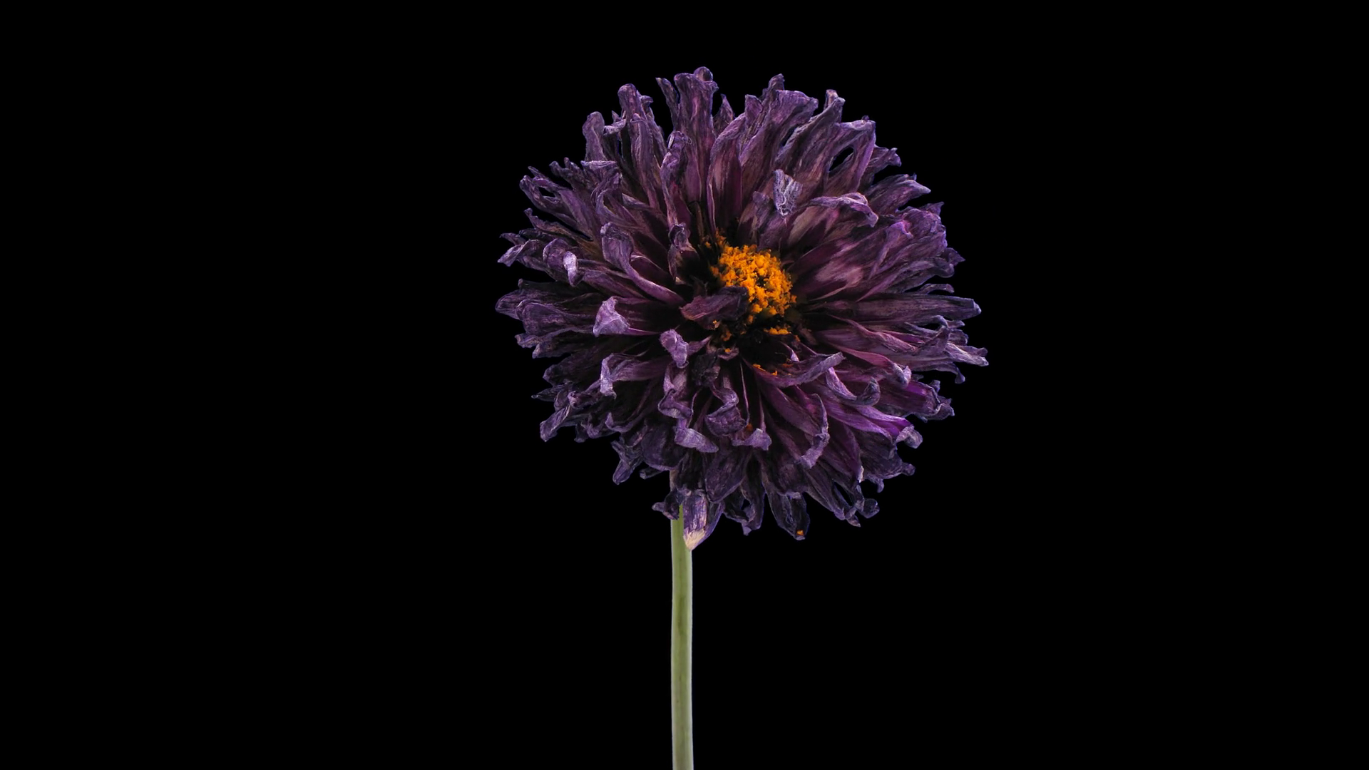 Time-lapse of dying purple dahlia flower 4x4 in 4K PNG+ format with ...