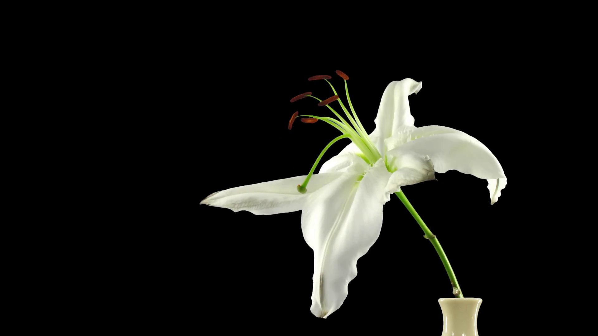 Time-lapse Of Dying White Lily 8x1 In Png+ Stock Footage SBV-311583306 ...