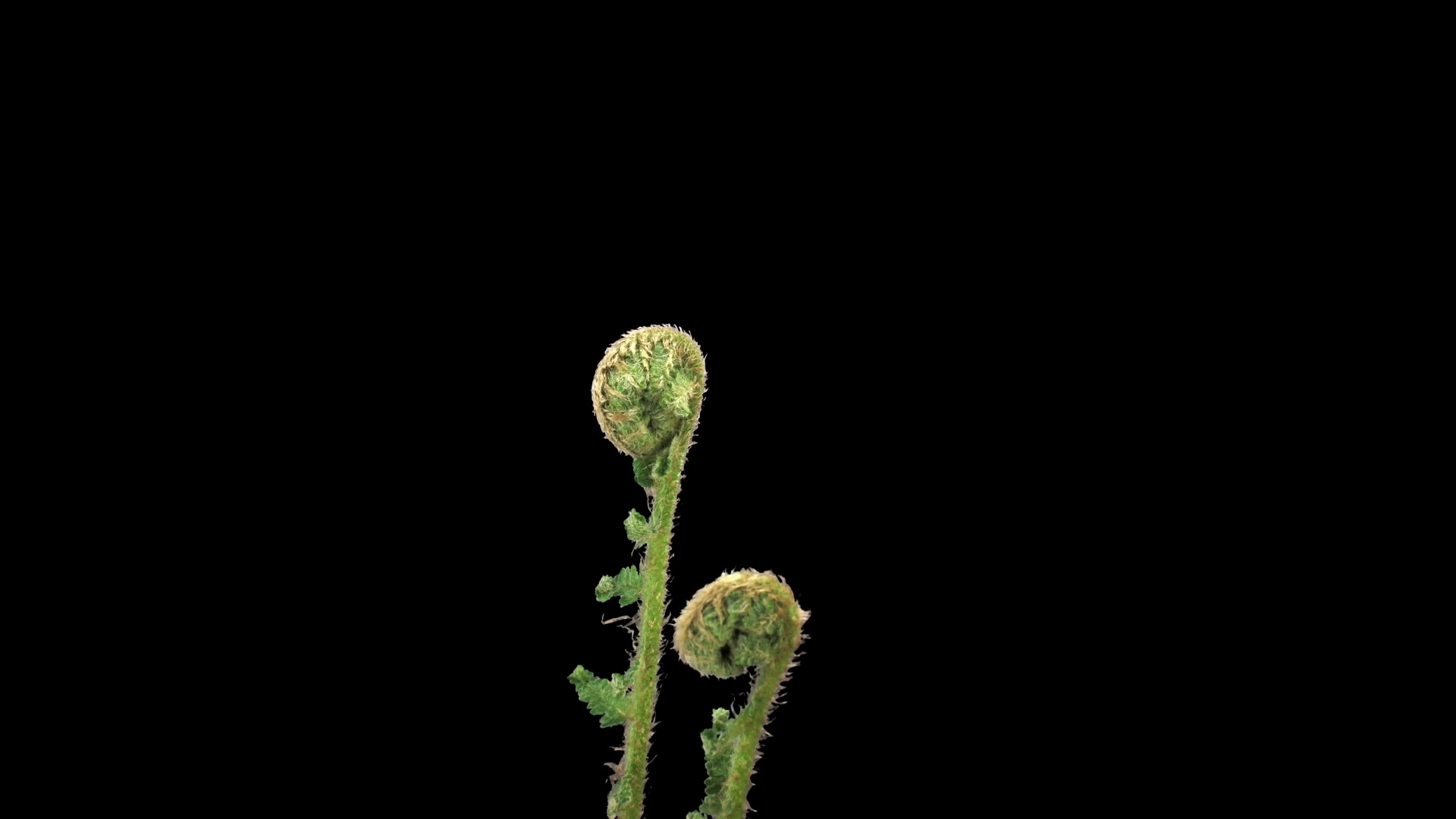 Time-lapse Of Fern Plant Unrolling New Stock Footage SBV-312746651 ...