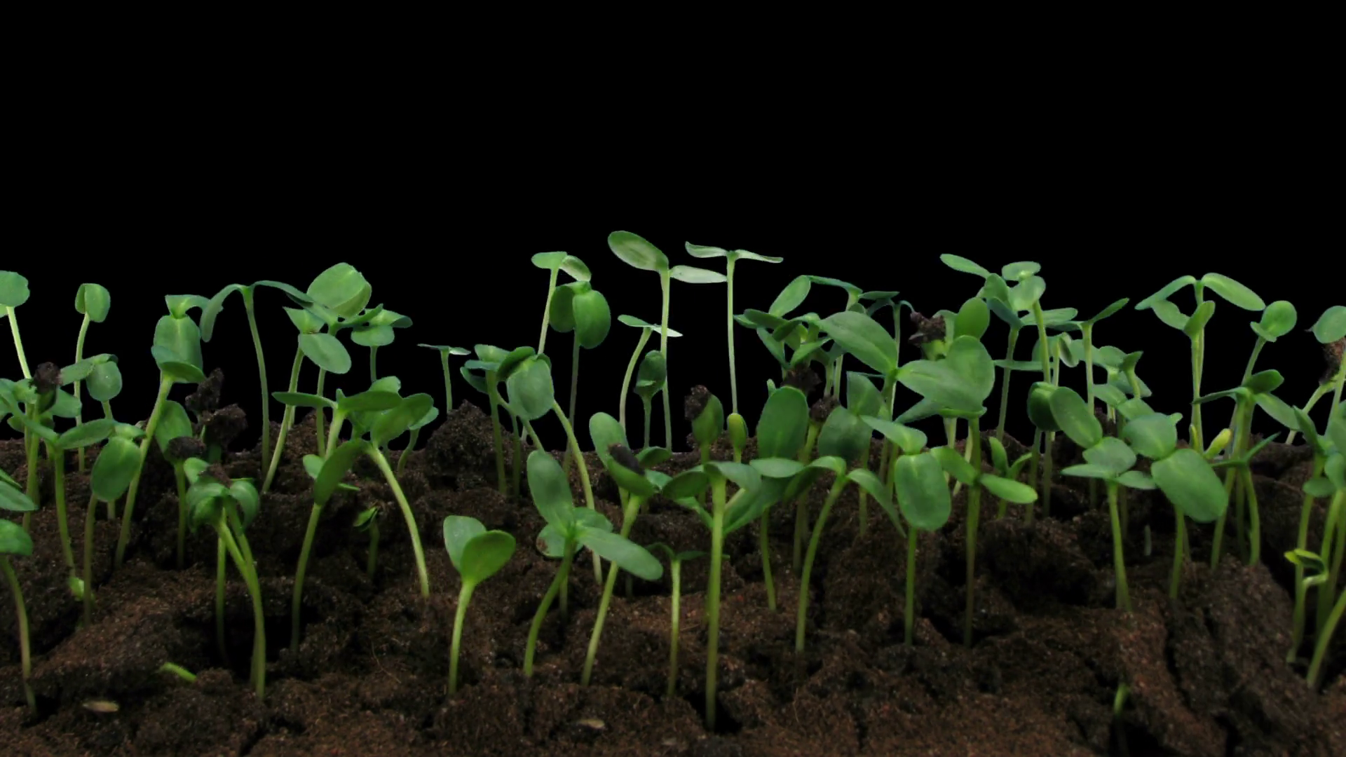 Time-lapse of germinating sunflower seeds in a soil 5a3 in RGB + ALPHA ...
