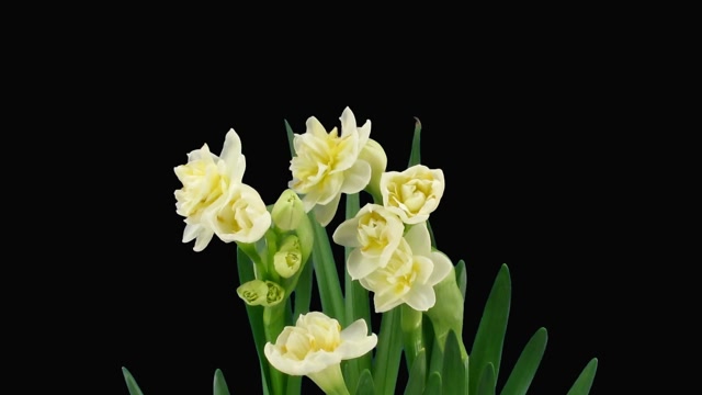 Flower Dying Time Lapse Stock Footage: Royalty-Free Video Clips ...