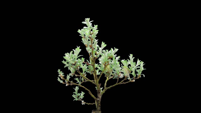 Transparent Tree Growing Stock Footage: Royalty-Free Video Clips ...