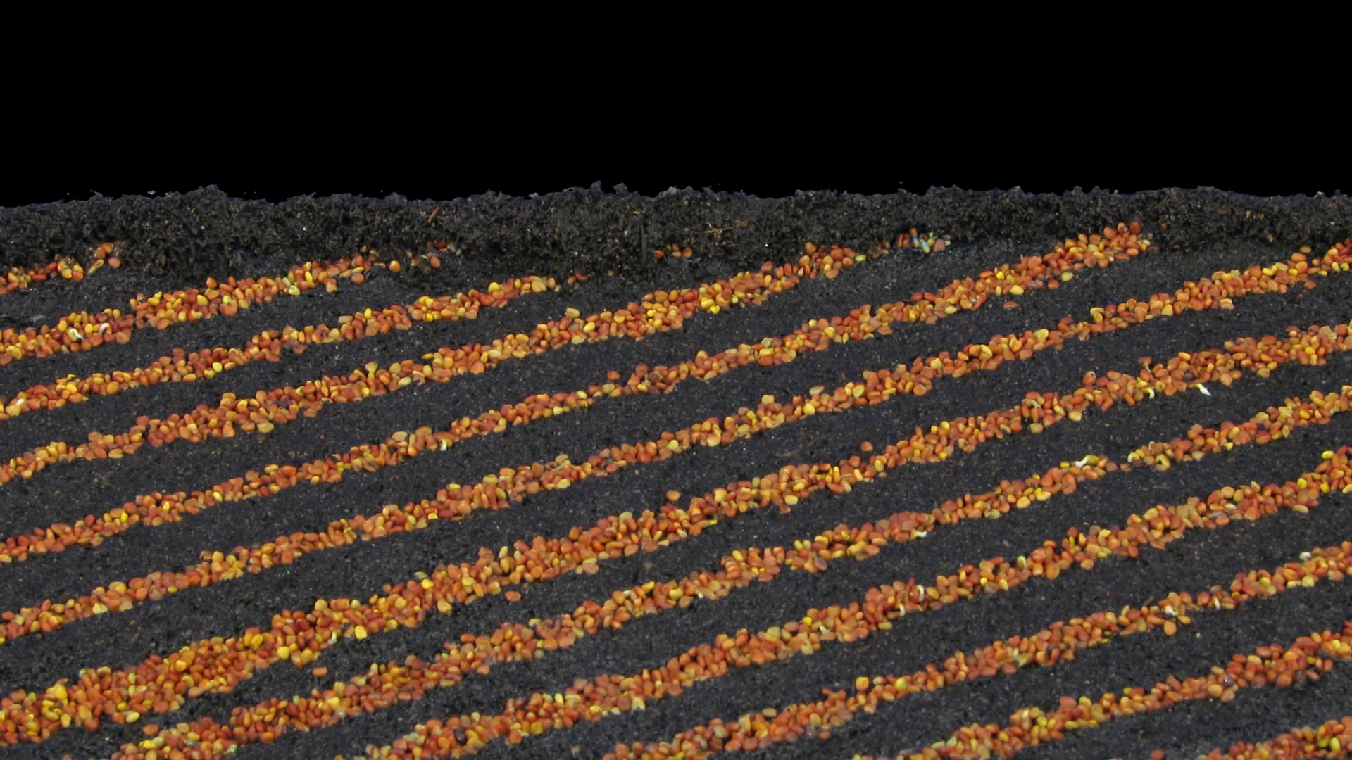 Time-lapse Of Growing Clover Plants In Rows Stock Footage SBV-309503895 ...