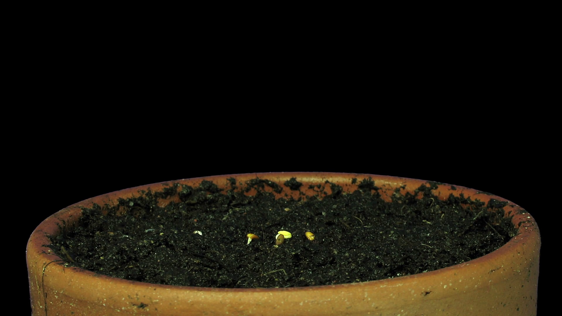 Time-lapse Of Growing Cress Plant 1a3 In Rgb Stock Footage SBV ...