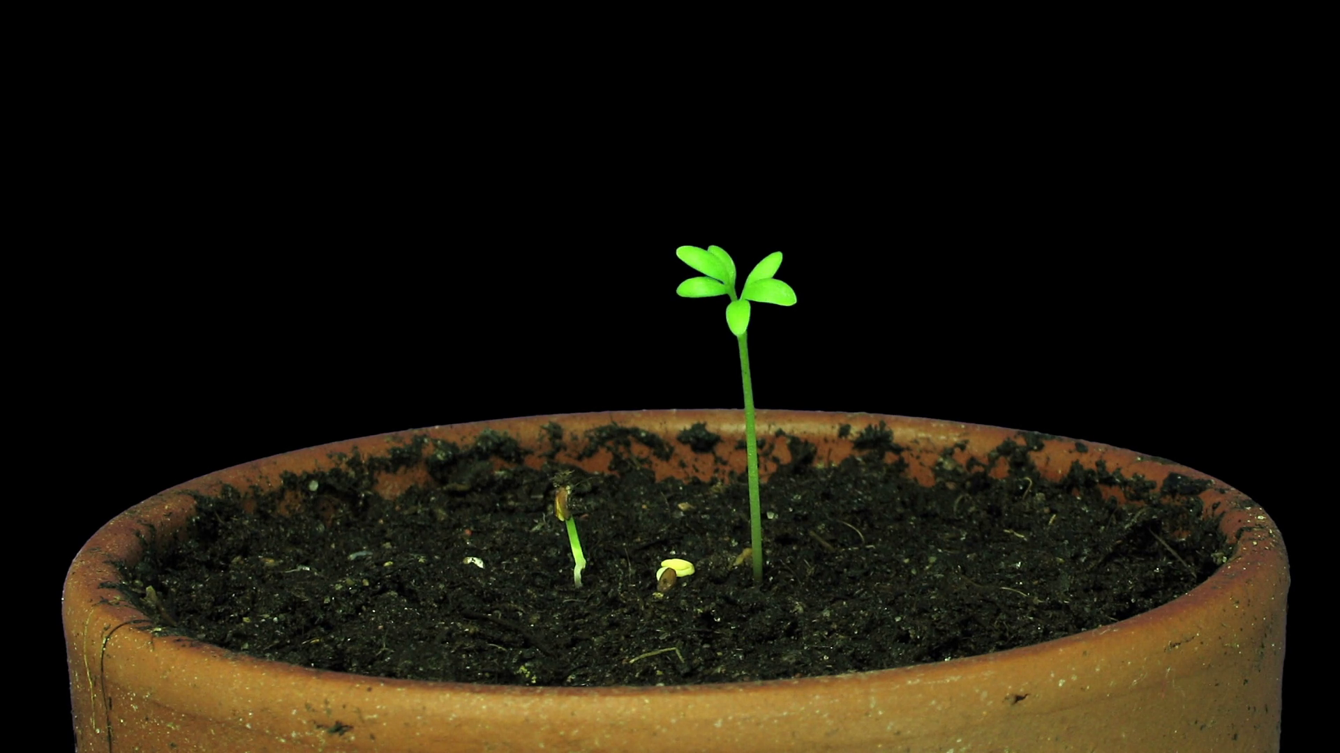 Time-lapse of growing cress plant 1a3 in RGB + ALPHA matte format ...