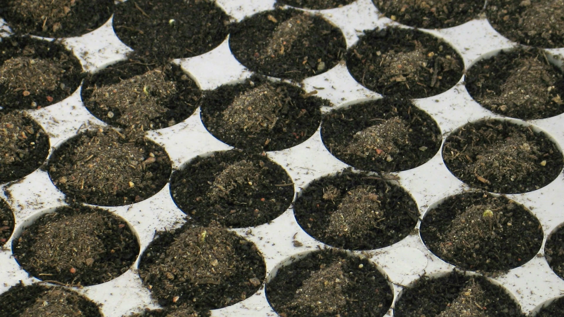 Time-lapse Of Growing Cress Plants In Stock Footage SBV-303023141 ...