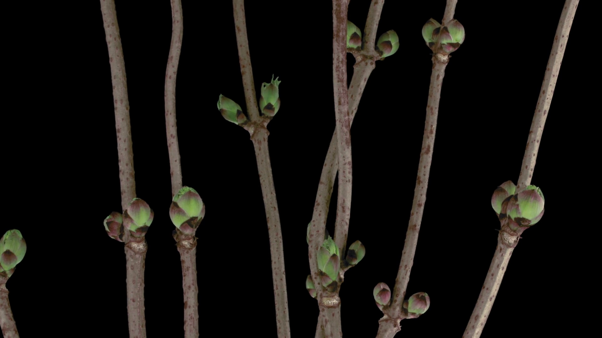 Time-lapse Of Growing Willow Catkins 12x3 In Stock Footage SBV ...