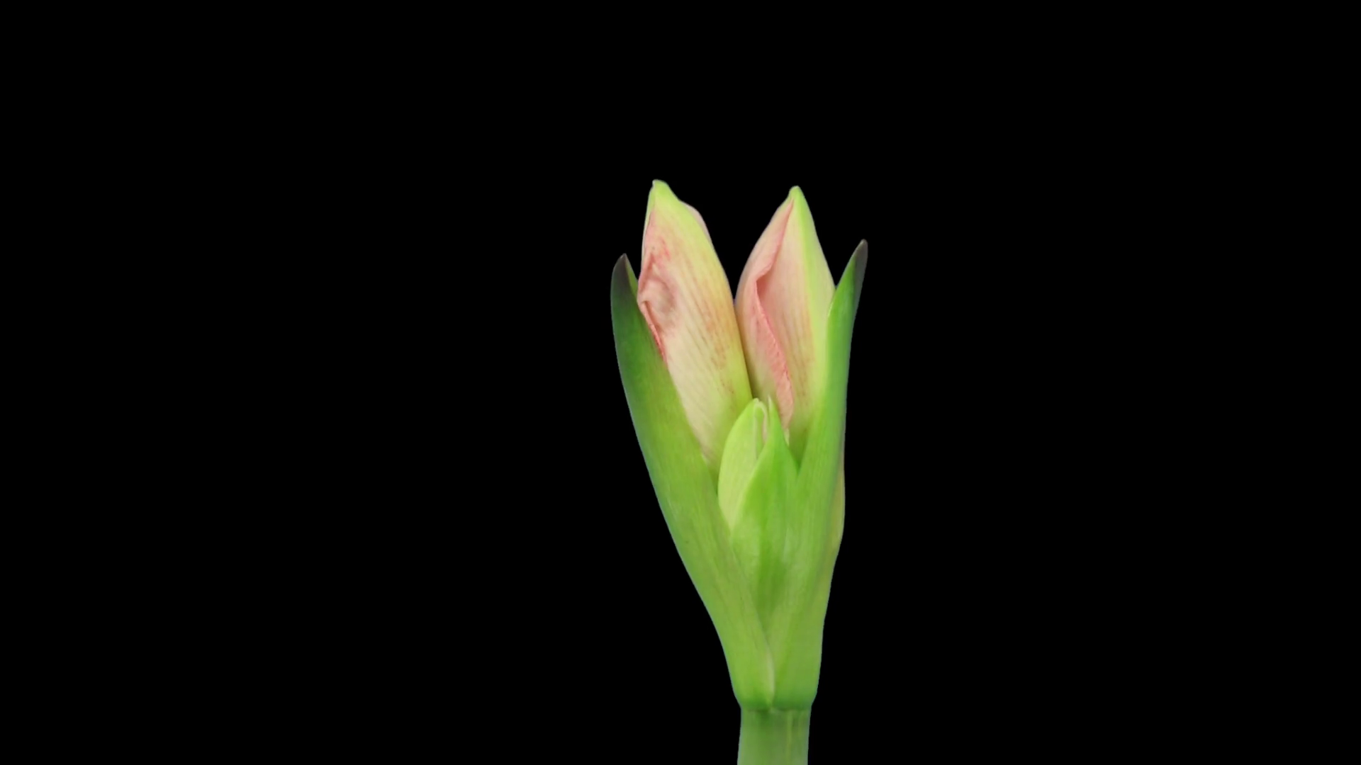 Time-lapse of opening Amaryllis Minerva Christmas flower 2x1 in PNG+ ...
