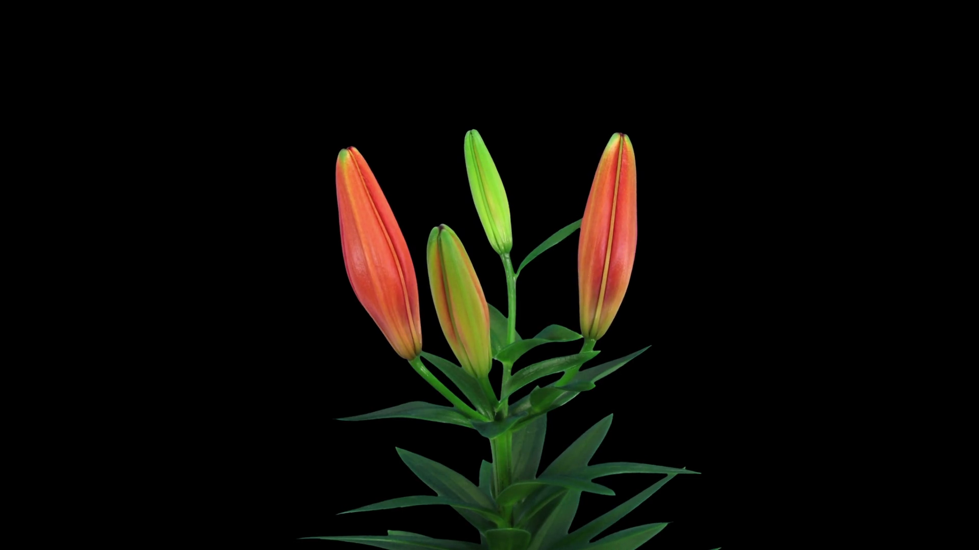 Time-lapse Of Opening "matrix Red" Lily Stock Footage SBV-303497888 ...