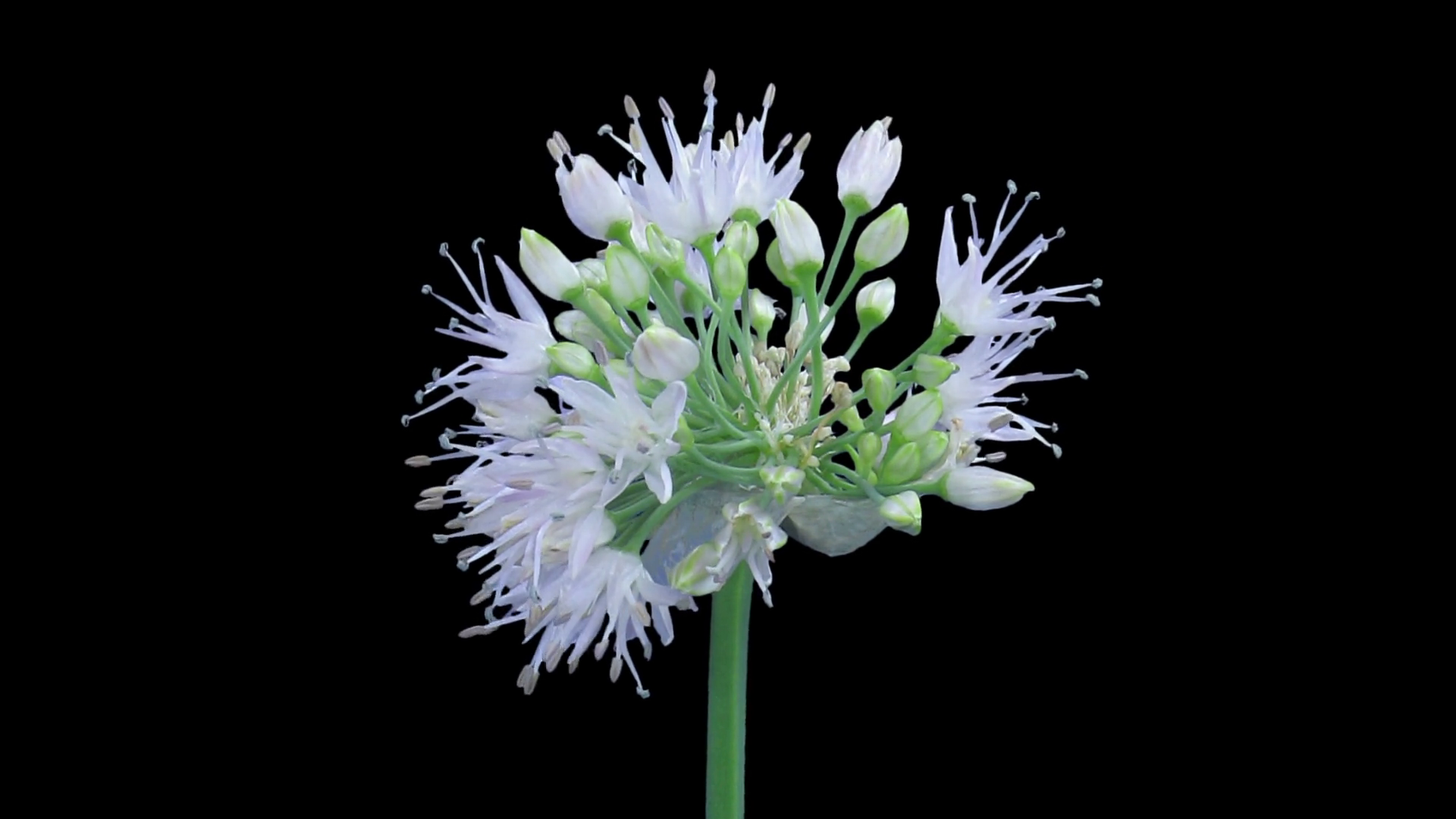 Time-lapse of opening onion flower umbel 1a3 in RGB + ALPHA matte ...