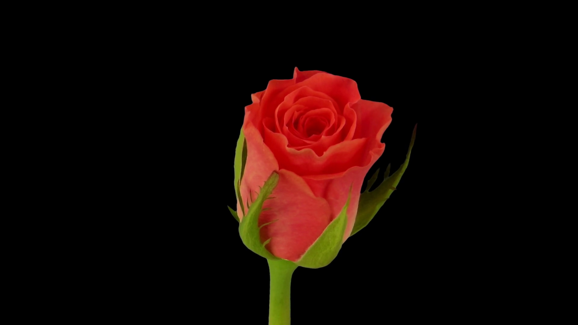 Time-lapse Of Opening Orange Amsterdam Rose Stock Footage SBV-303805242 ...