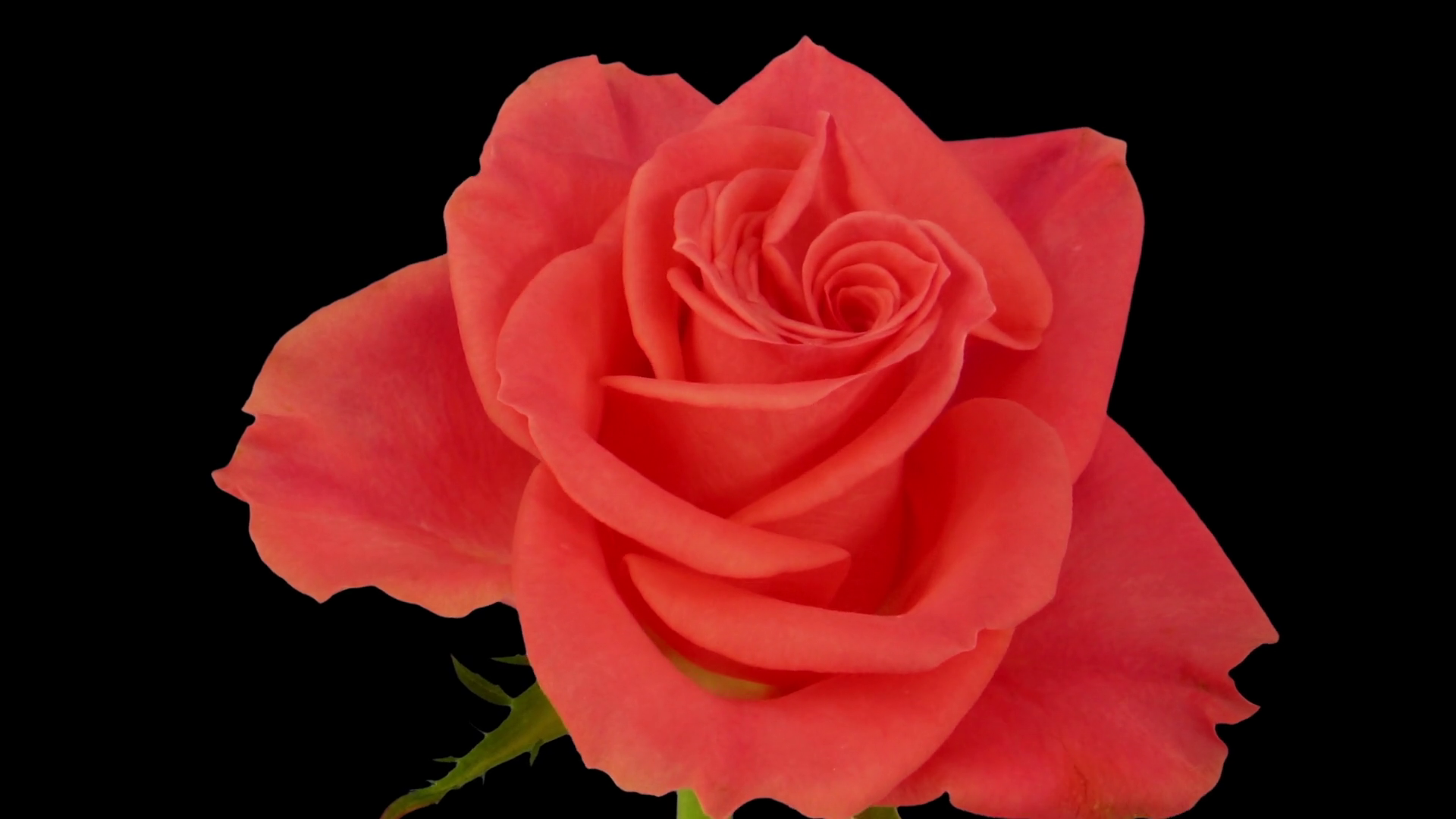 Time-lapse of opening orange Amsterdam rose 1c3 in RGB + ALPHA matte ...