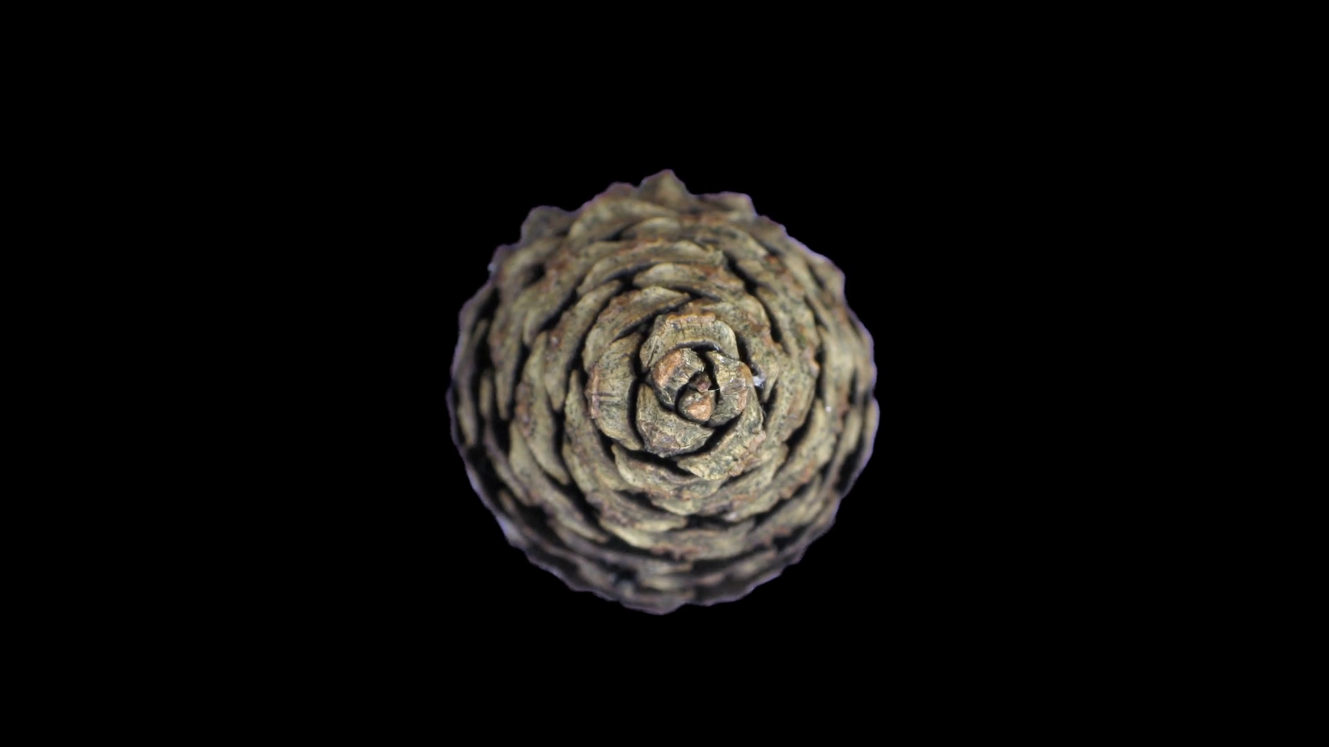 Time-lapse Of Opening Pine Cone 17x3 In Rgb Stock Footage SBV-304595912 ...