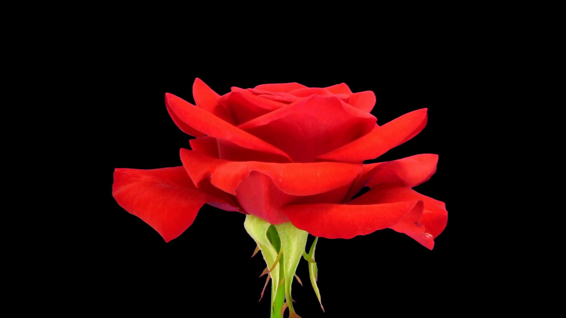 Time-lapse of opening red Kardinal rose 2a5 in RGB + ALPHA matte format ...