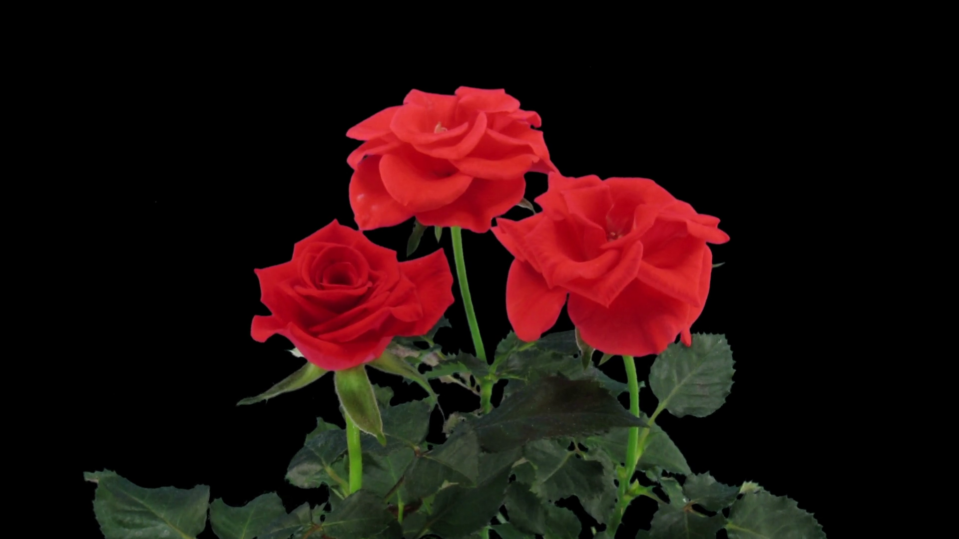 Time-lapse of opening red rose in RGB + ALPHA matte format isolated on ...