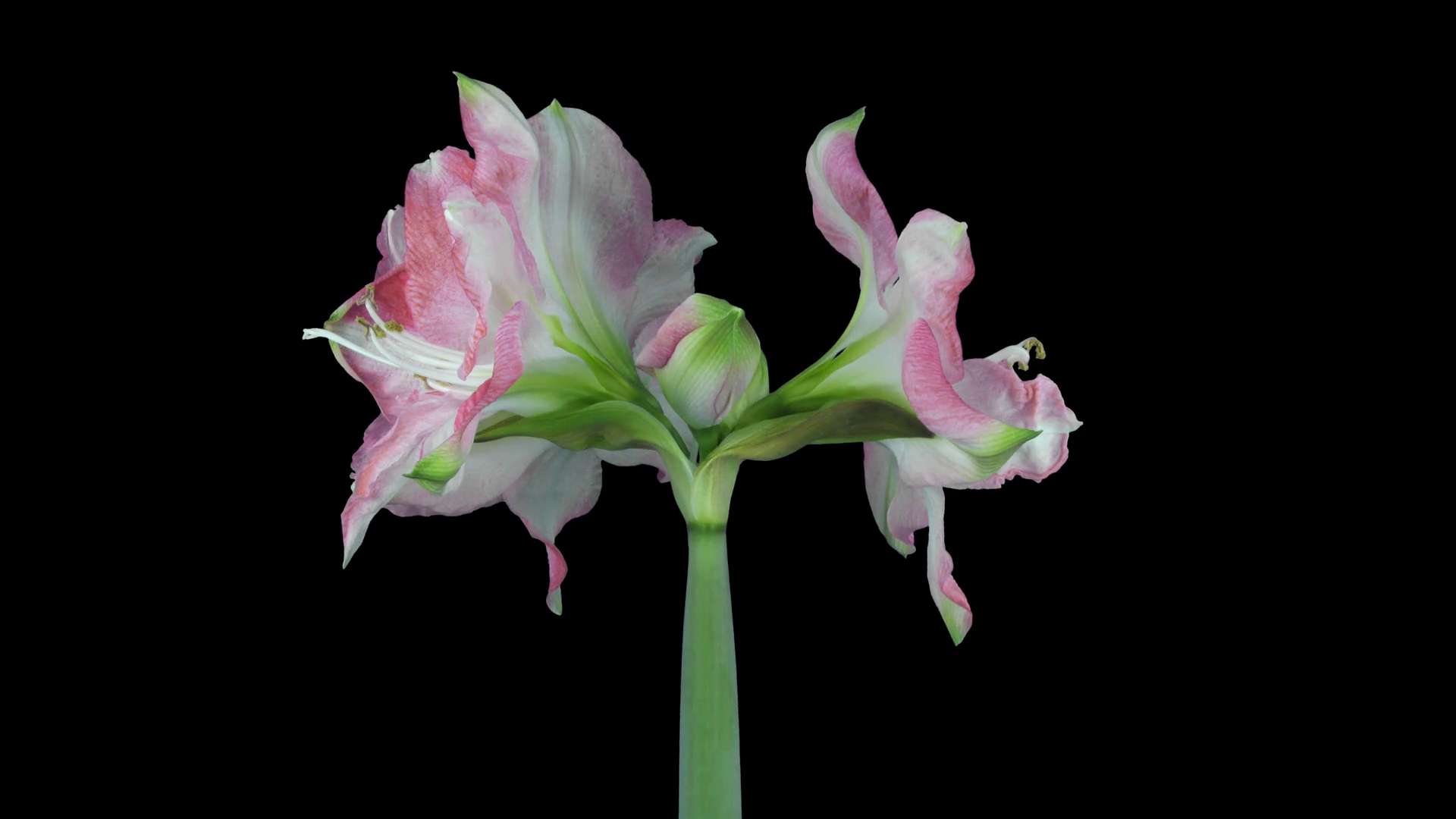 Time-lapse Of Opening Rozetta Amaryllis Stock Footage SBV-308735585 ...