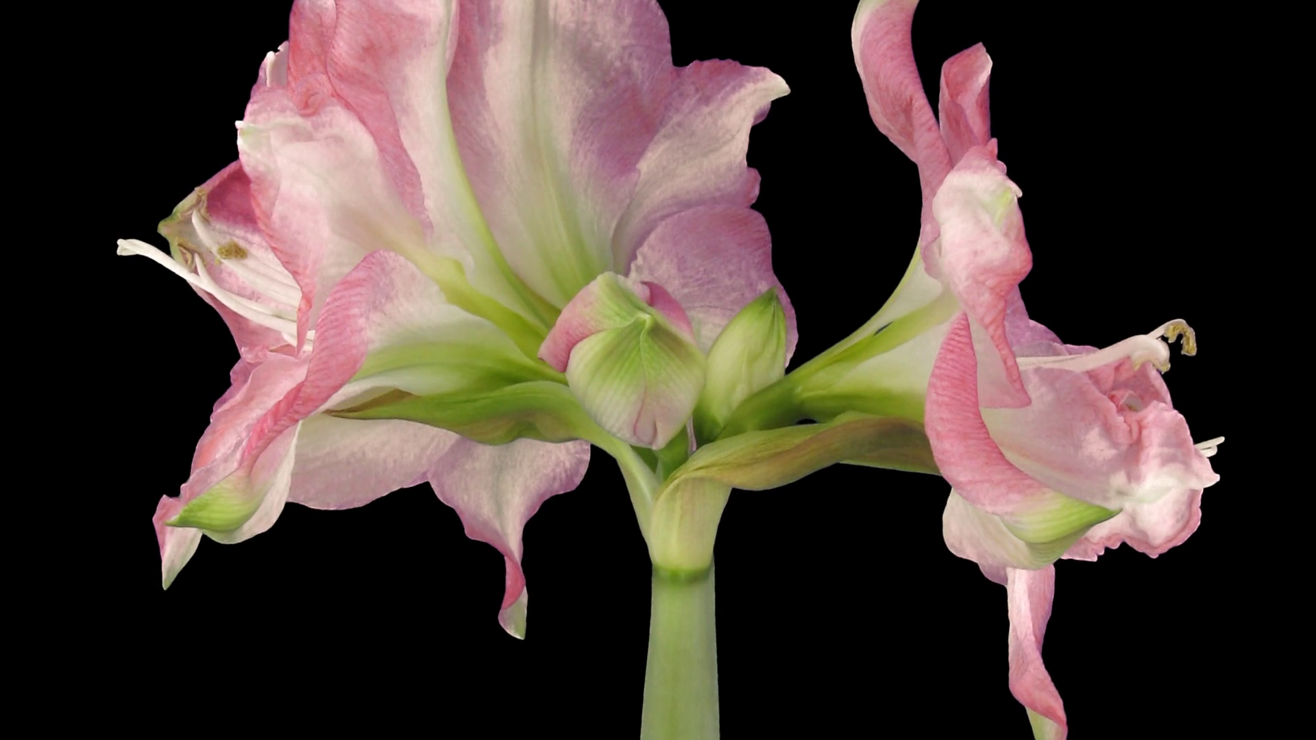 Time-lapse Of Opening Rozetta Amaryllis Stock Footage SBV-312143829 ...