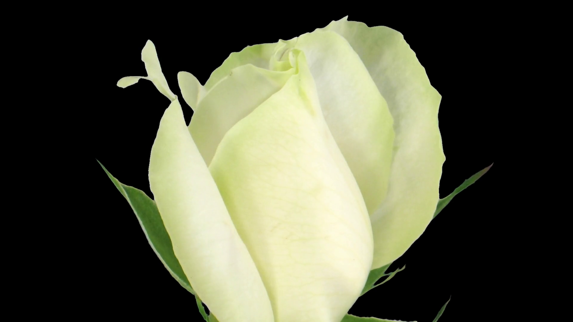 Time-lapse Of Opening White Avalanche Rose Stock Footage SBV-304141989 ...