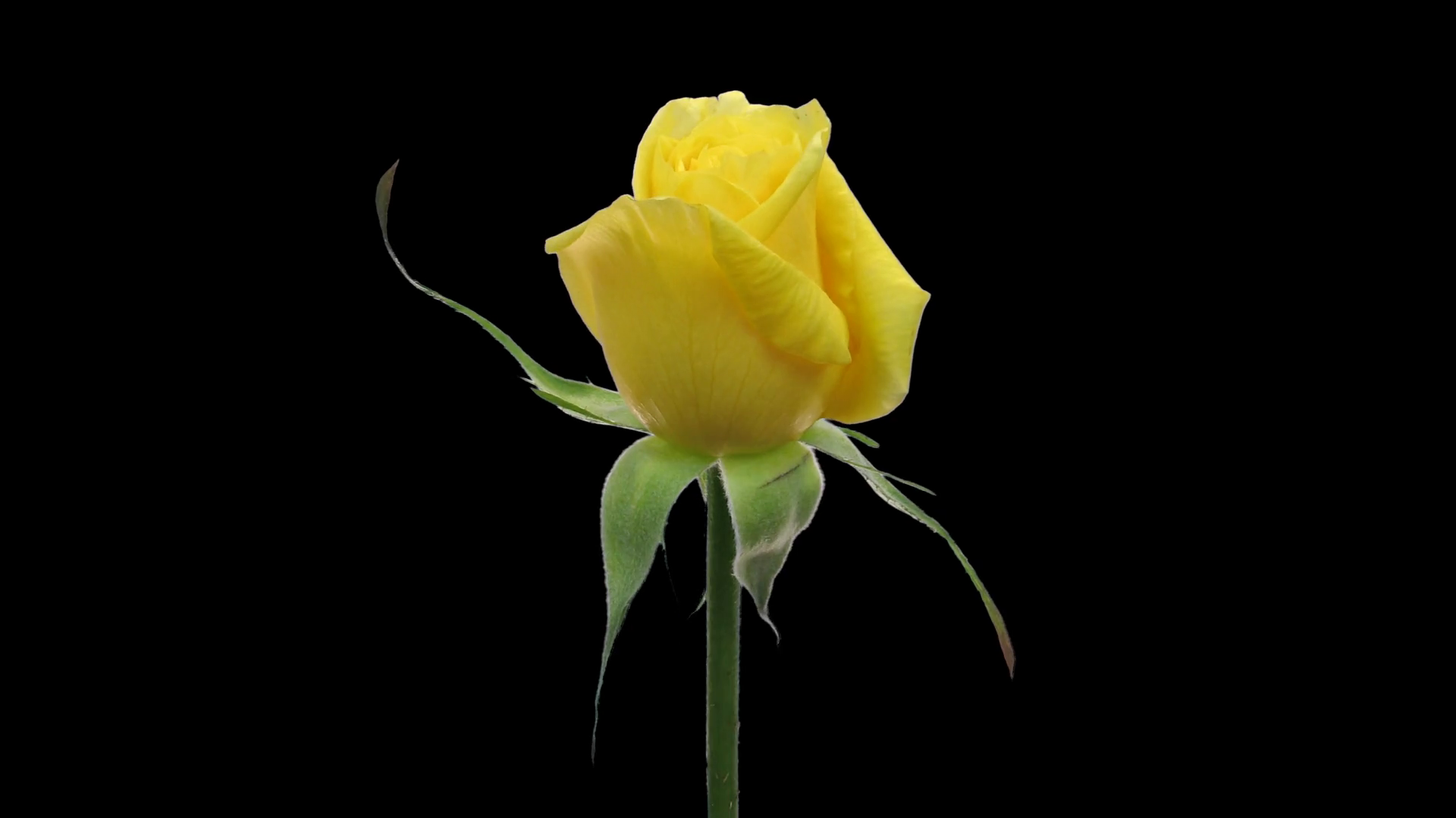 Time-lapse of opening yellow rose 1x1 in Animation format with ALPHA ...