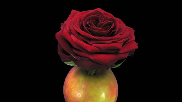 Time Lapse Apple Rotting Stock Footage: Royalty-Free Video Clips ...