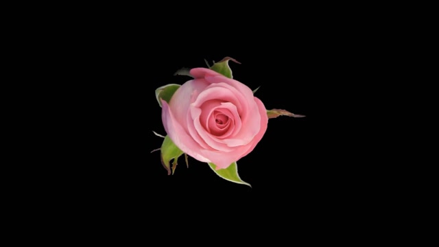 Rose Collage Stock Footage: Royalty-Free Video Clips - Storyblocks
