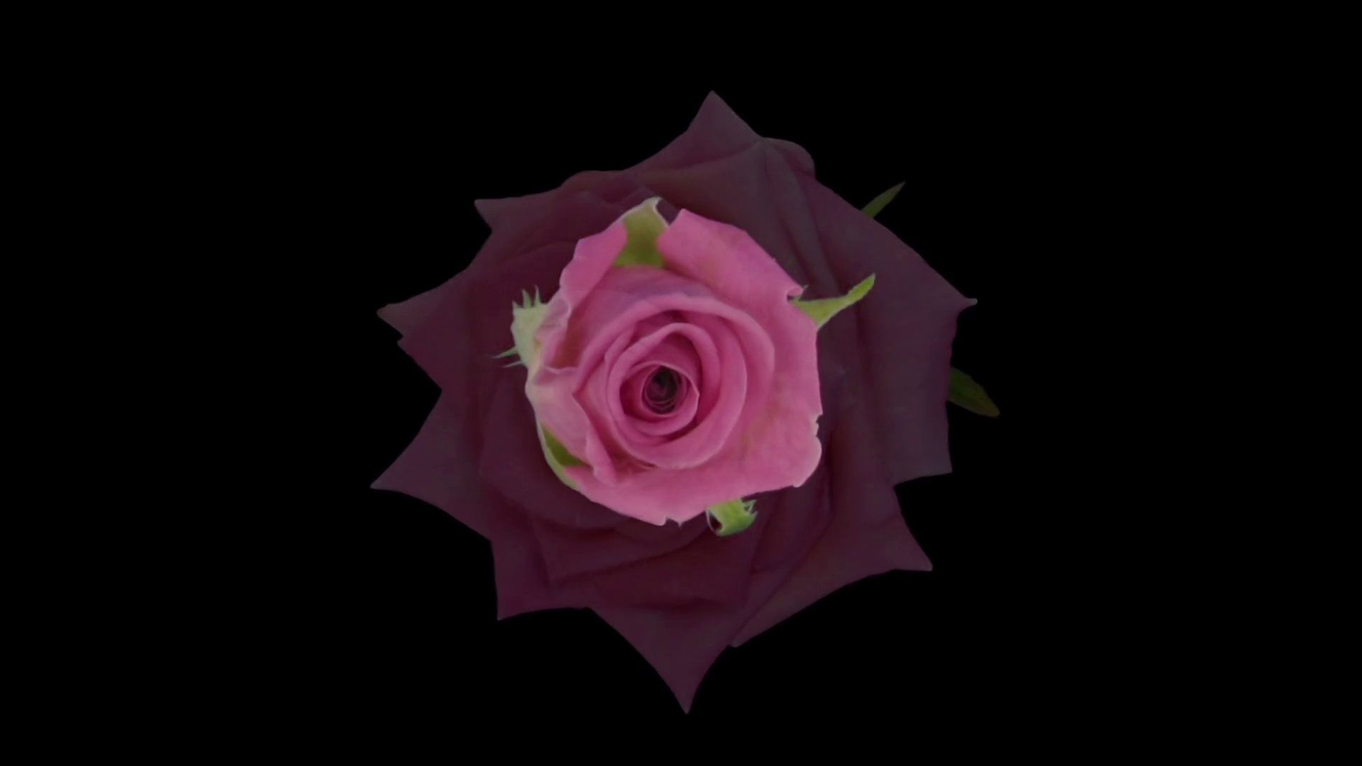 Opening colorful roses upper right frame time-lapse 8b3 in RGB + ALPHA ...