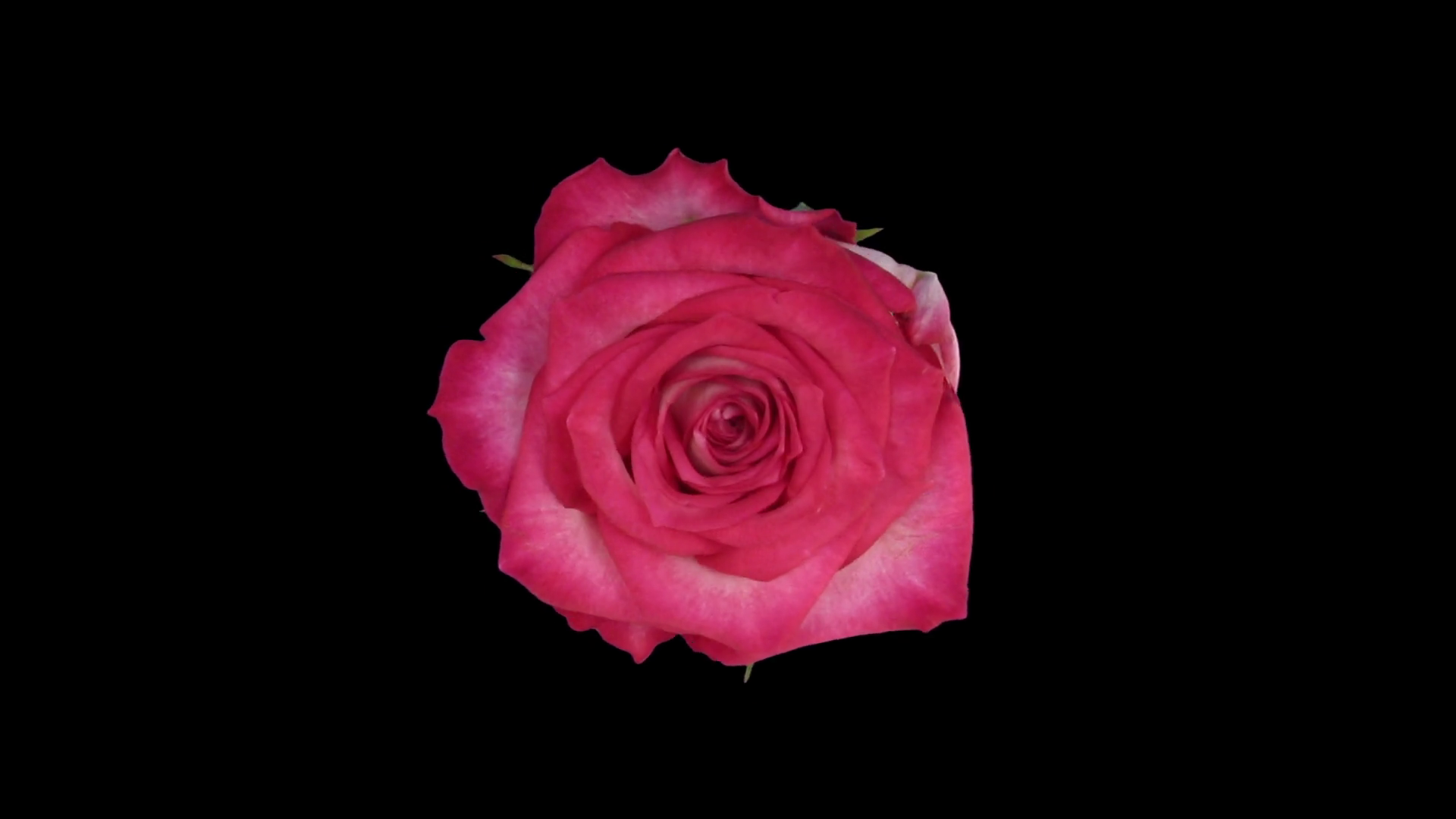 Opening Colorful Roses Upper Right Frame Stock Footage SBV-314619675 ...