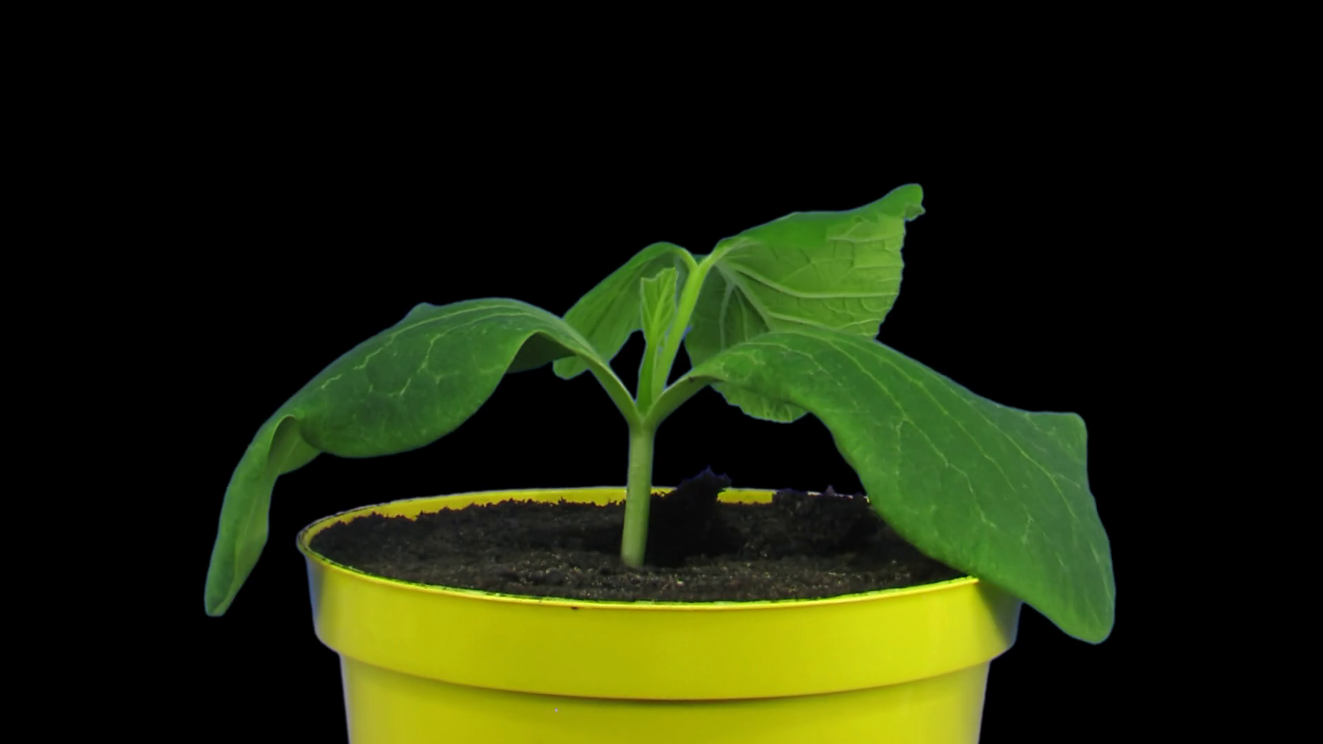 Growing Rotating Pumpkin Seeds In Vase With Stock Footage SBV-352447960 ...