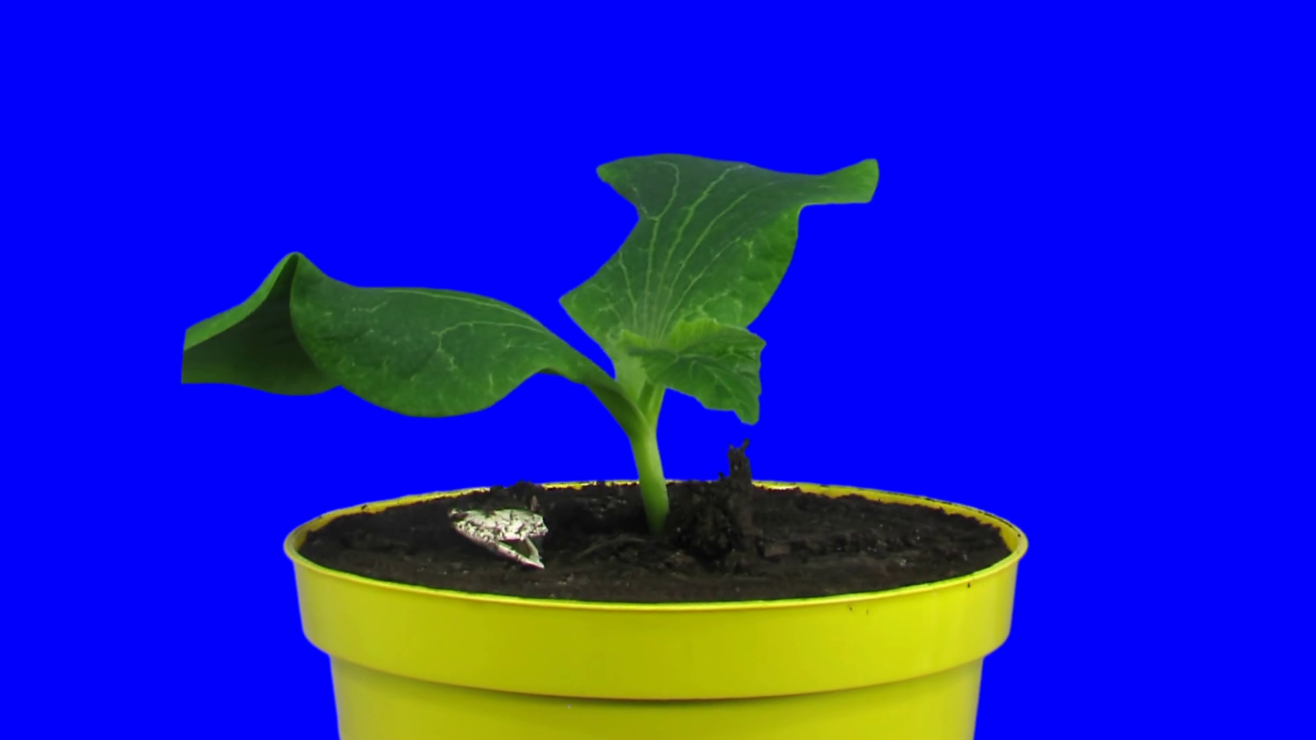 Growing Rotating Pumpkin Seeds In Vase Stock Footage SBV-352283911 ...
