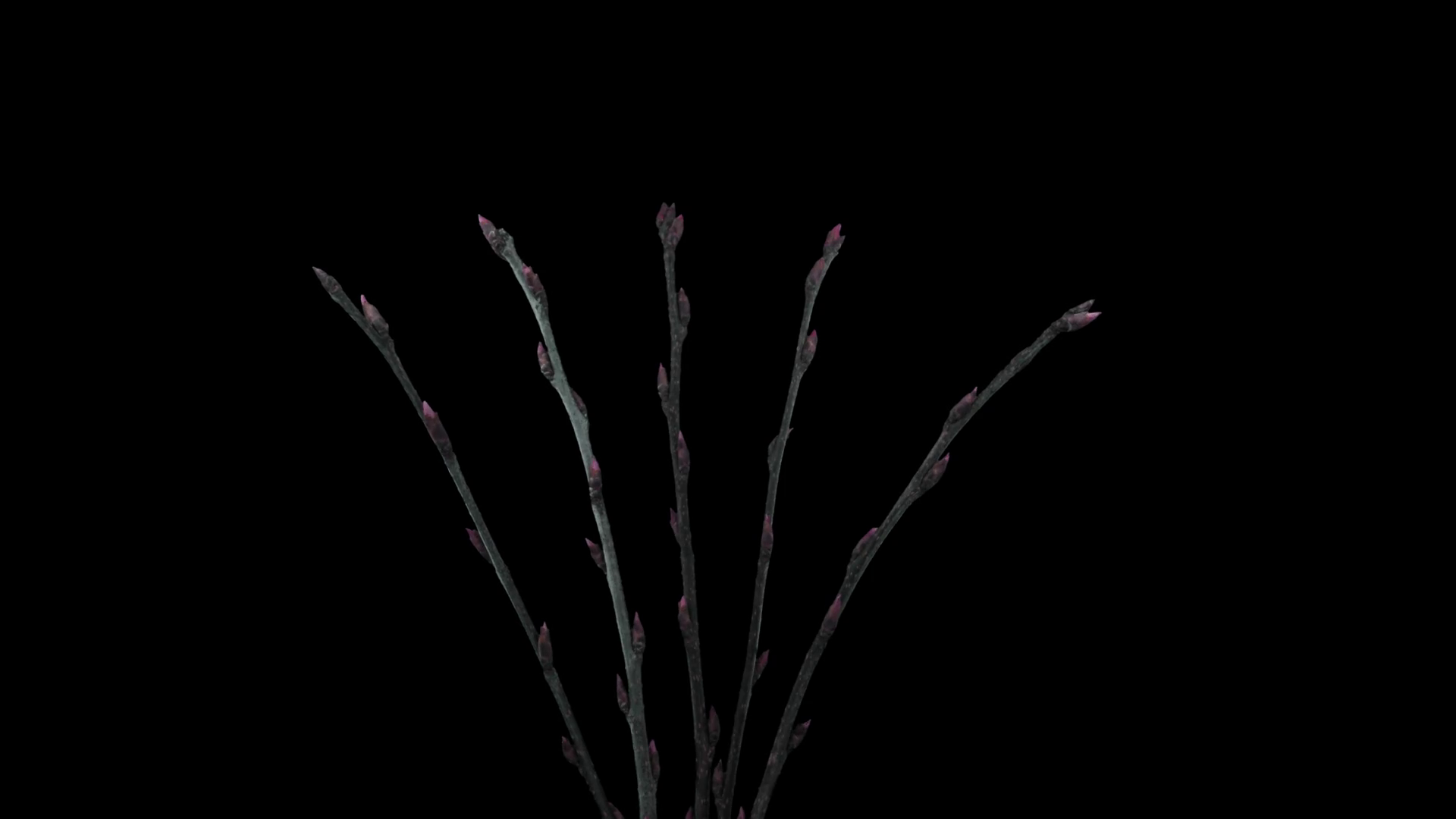 Time-lapse Of Blooming Cherry Willow Branch Stock Footage SBV-316935634 ...