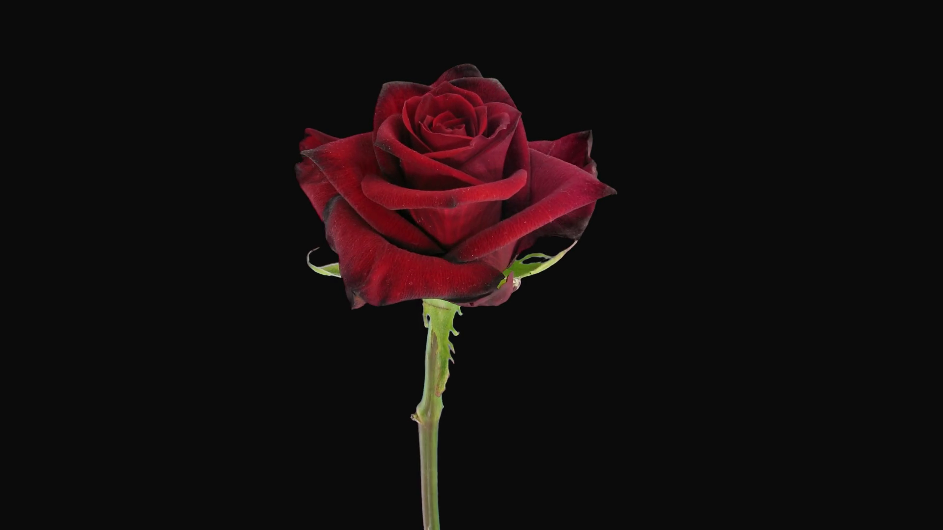 Time-lapse Of Dying Red Happy Hour Rose 5x1 Stock Footage SBV-317763184 ...