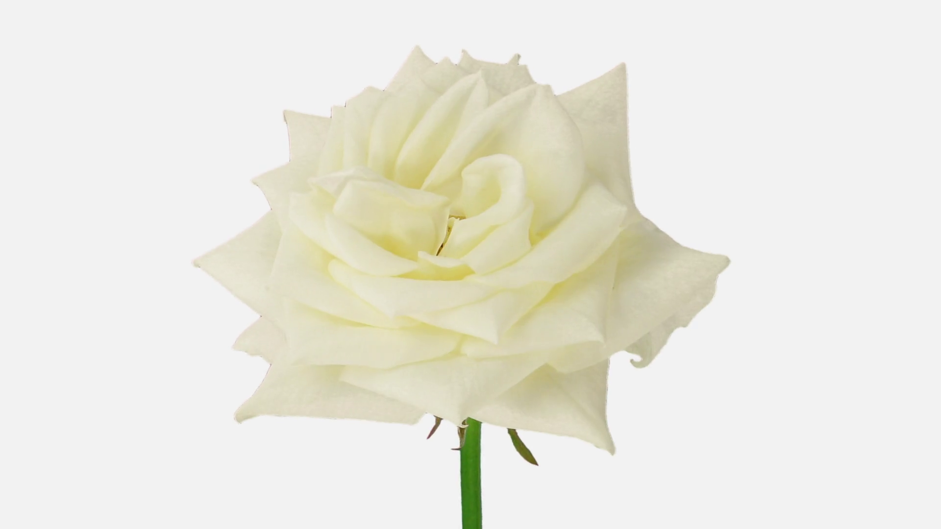 Time-lapse Of Dying White Eskimo Rose 2c1w Stock Footage SBV-328296587 ...