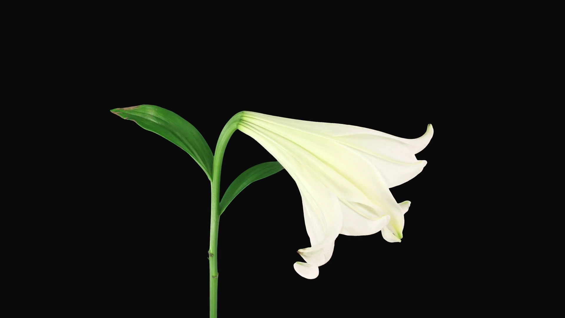 Time-lapse Of Dying White Lily 14a4 In Rbg + Stock Footage SBV ...