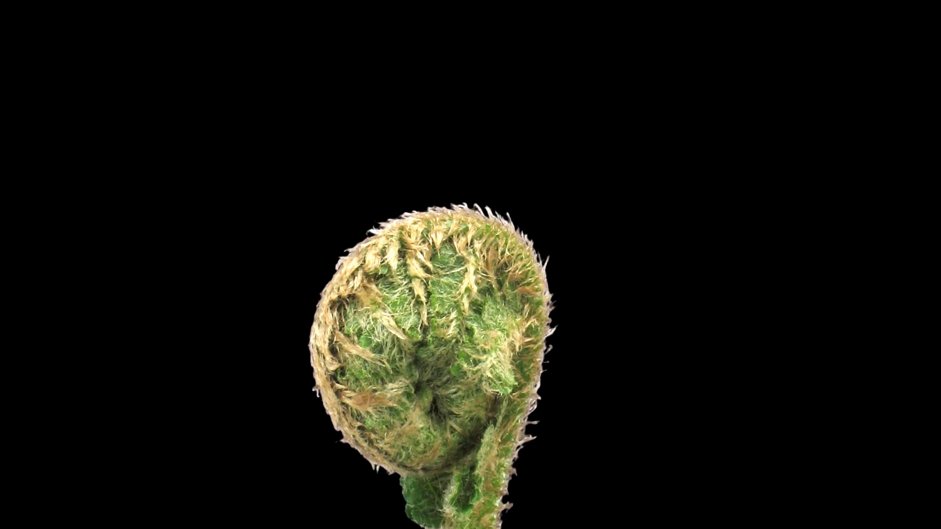 Time-lapse of fern plant unrolling a new fronds 17b1 with ALPHA ...