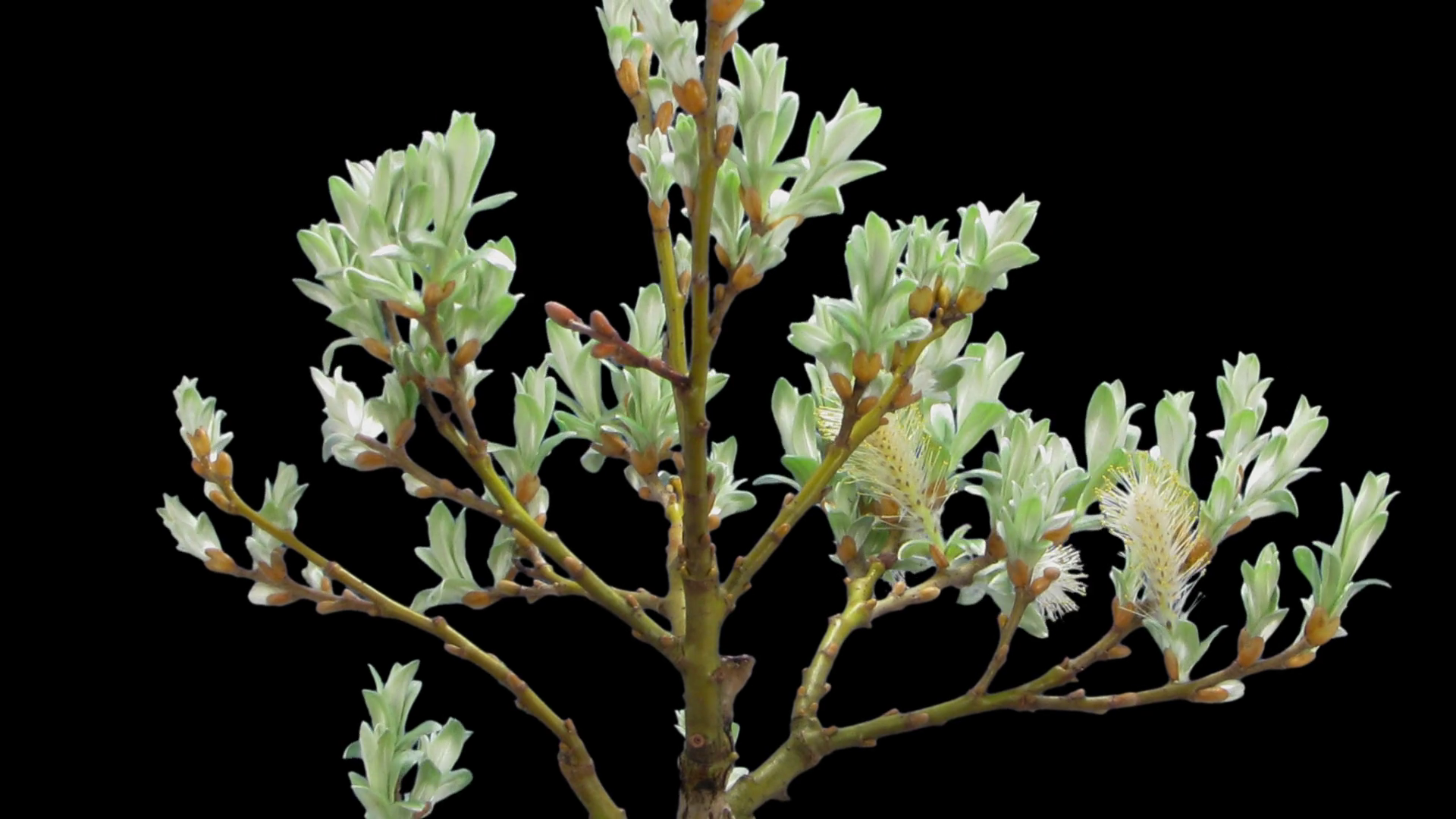 Time-lapse Of Growing Bonsai Helvetica Tree Stock Footage SBV-314358457 ... Time-lapse Of Growing Bonsai Helvetica Tree Stock Footage SBV-314358457 ...